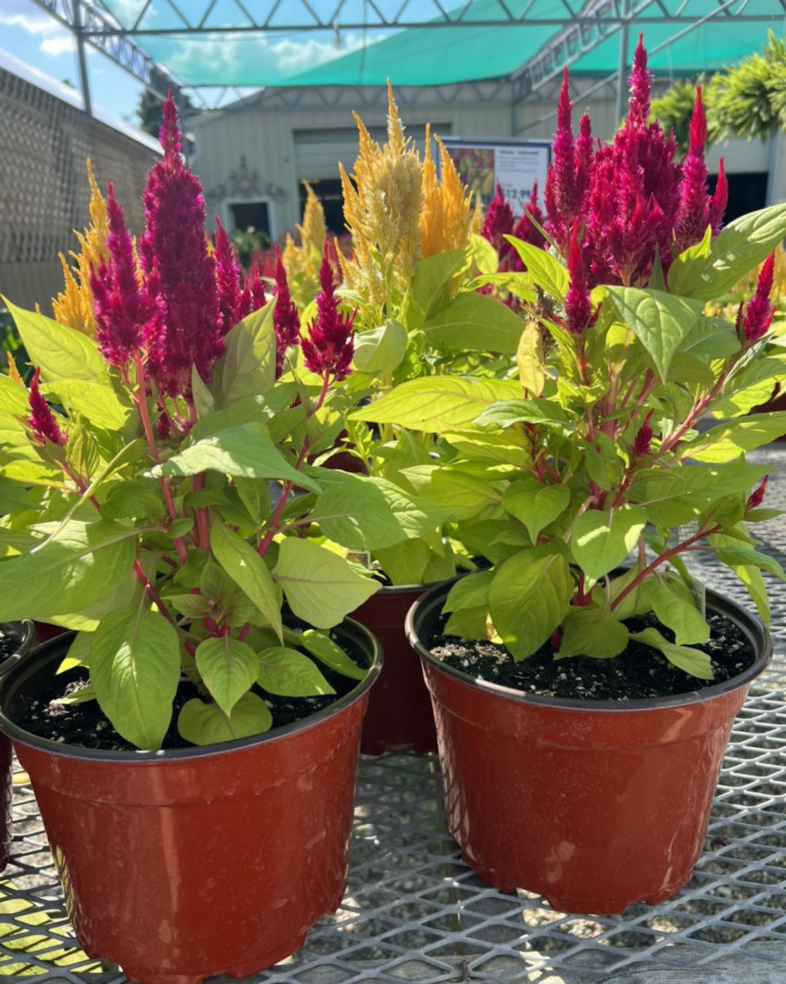 Blooms & Beyond: Unleash Your Green Thumb - Chevy Detroit