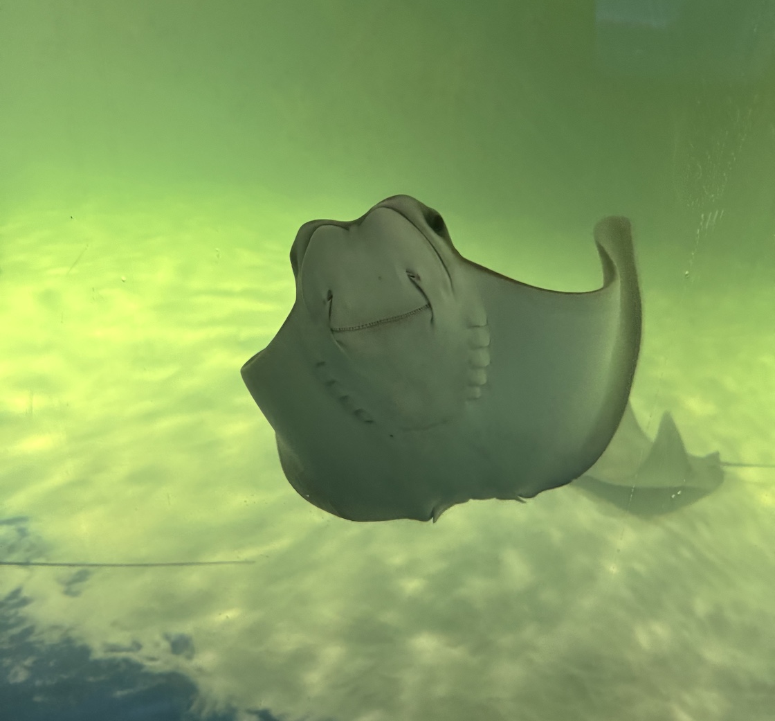 LegaSea Aquarium Is Making A Splash - Chevy Detroit